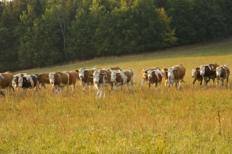 Row of Cows Grazing in a Field Stock Photo - Image of group, grazes ...