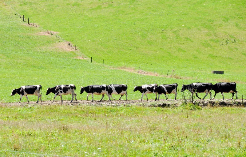 Row of cows, New Zealand stock image. Image of spring - 19778835 Row of cows, New Zealand stock image. Image of spring - 19778835