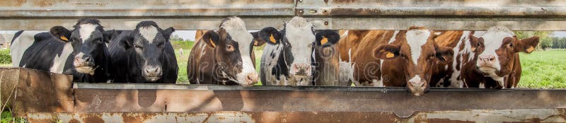 Cows standing in a row stock image. Image of industry - 107969543