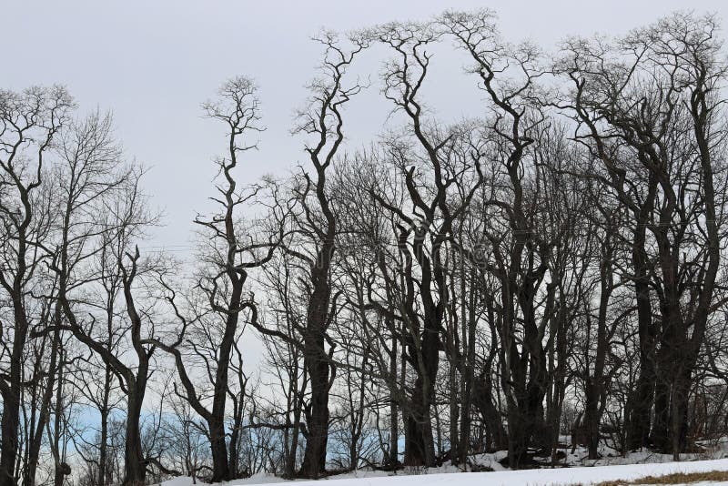Crooked and curving trees stock image. Image of limbs - 113218857