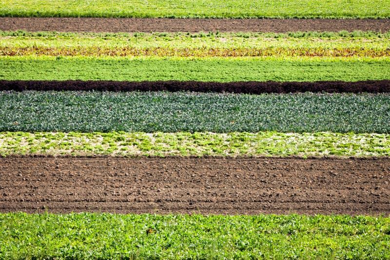 Row Crops stock photo. Image of layers, horizontal, farmland - 26515458