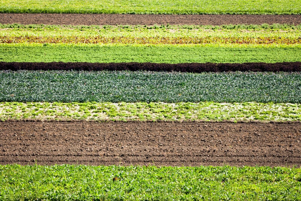 Row Crops stock photo. Image of layers, horizontal, farmland - 26515458