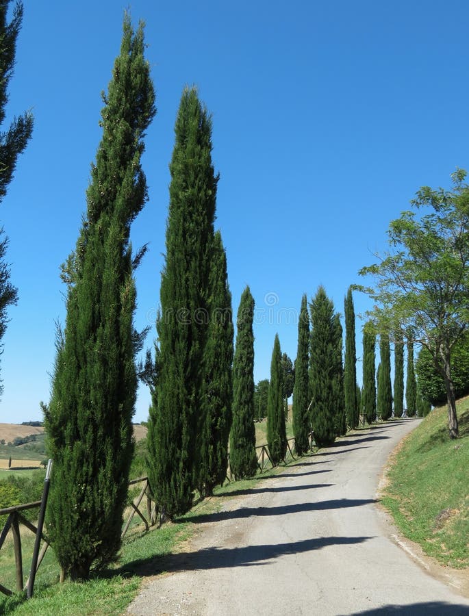 A row of Cypress trees stock image. Image of chiantishire - 76222933