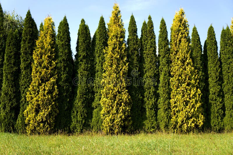 Row of cypresses stock photo. Image of view, border, gardening - 44610108