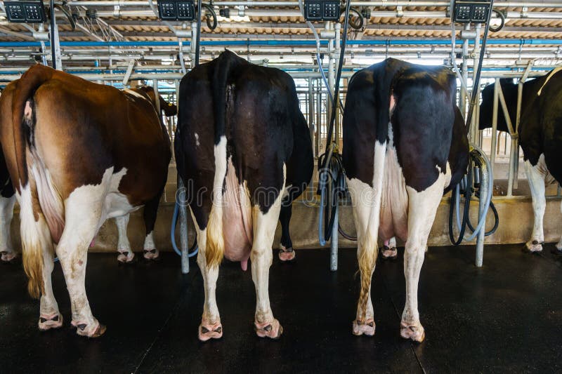 A Row of Dairy Cows at the Farm Stock Image - Image of commercial ...