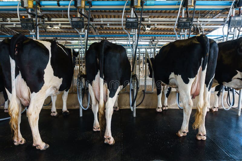 A Row of Dairy Cows at the Farm Stock Image - Image of machine, mammal ...