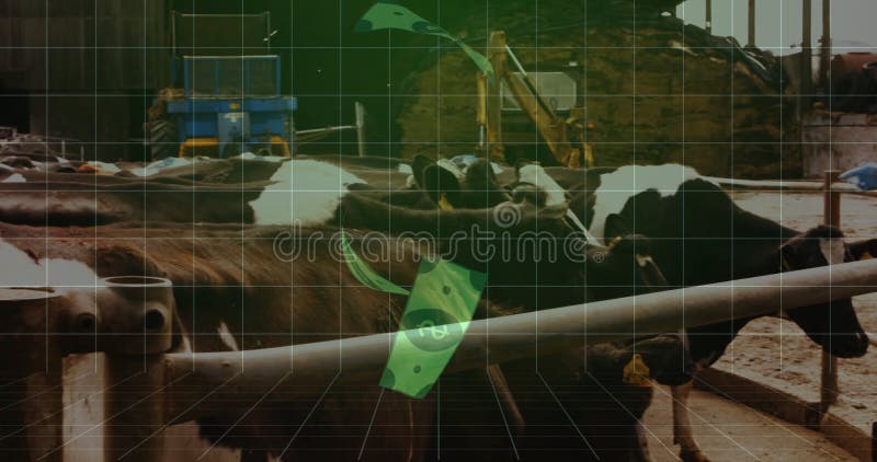 Row of Dairy Cows Feeding Inside Farm Barn, Showing Animated Tractor ...