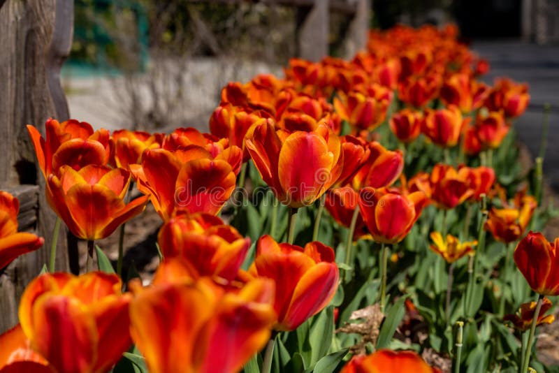 Row of Deep Orange Tulips Line Path Stock Image - Image of colorful ...