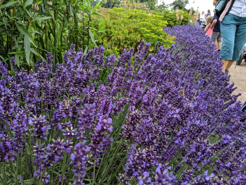 A Row of Deep Purple Lavender Lining a Path Stock Image - Image of ...