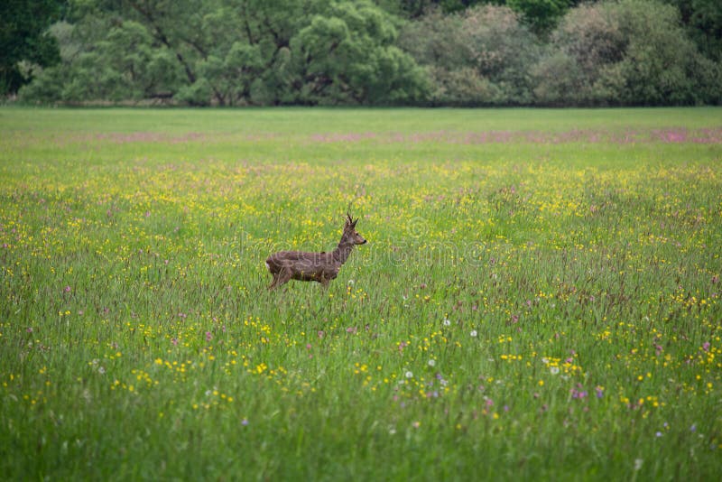 Row Deer on Meadow with Trees, Czech Landscape Stock Image - Image of ...