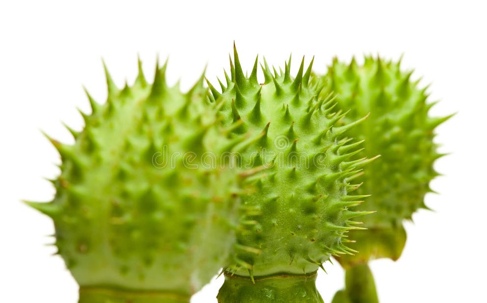 Row of devil s cucumbers stock photo. Image of isolated - 18070026