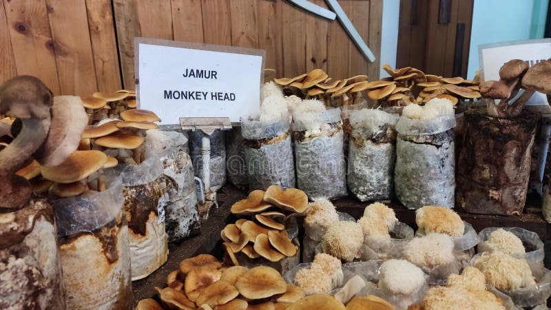Row Display of Monkey Head Mushroom Stock Photo - Image of monkey, city ...