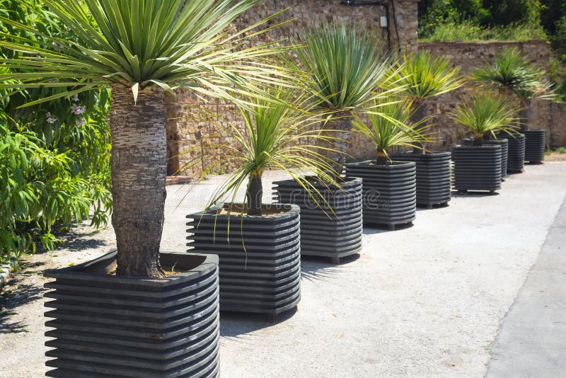 Row of dragon tree stock photo. Image of palm, dracena - 89062134