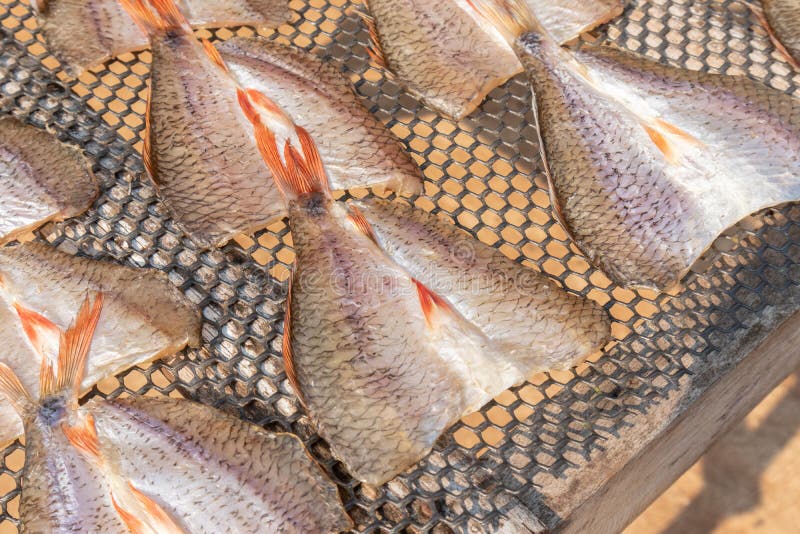 Dried Salt Fish on Sunny Day at Thailand Stock Photo - Image of asian ...
