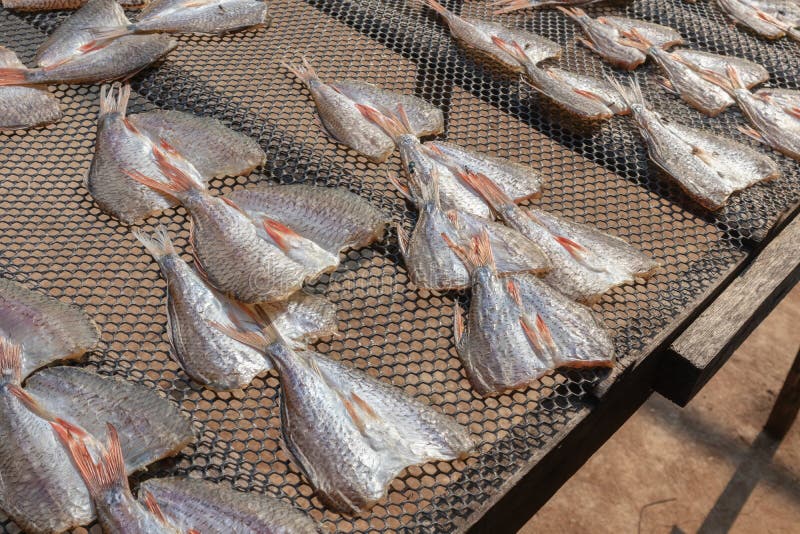 Dried Salt Fish on Sunny Day at Thailand Stock Photo - Image of ...