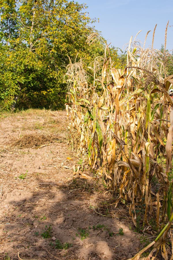 Row of dry corn stock photo. Image of corncob, harvest - 197273674