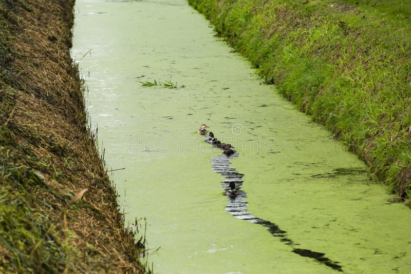 A ditch of water. stock photo. Image of water, tree - 121858606