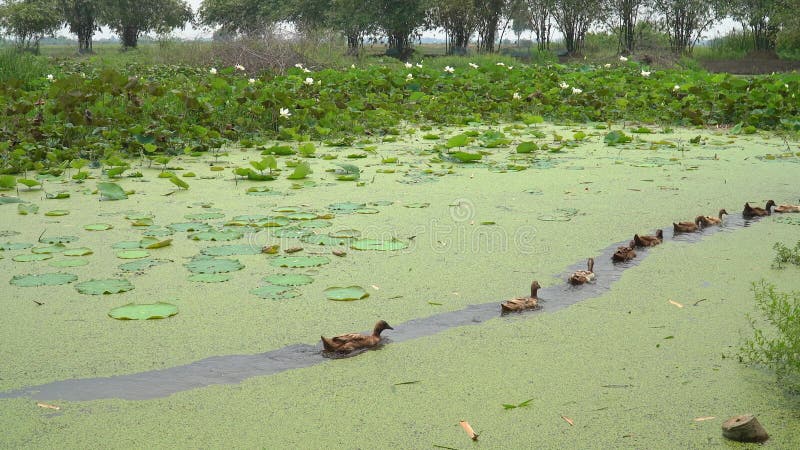 Row of Ducks Swimming in a Green Lake Stock Footage - Video of birds ... Row of Ducks Swimming in a Green Lake Stock Footage - Video of birds ...