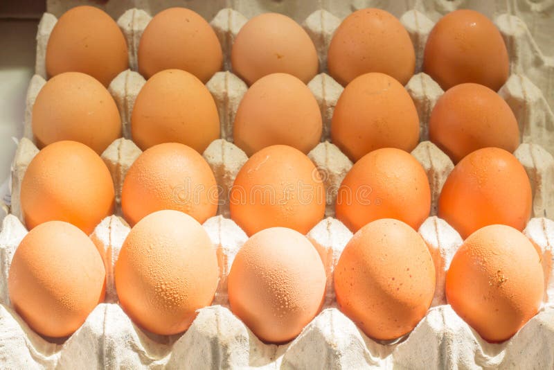 Row of egg stock photo. Image of farm, container, group - 33724944