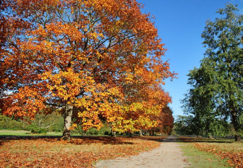 Row of English Oak Trees in Autumn Colors Stock Photo - Image of autumn ...