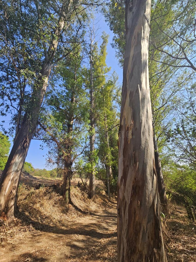 Row of Eucalyptus Trees in Nature Stock Image - Image of trees ...