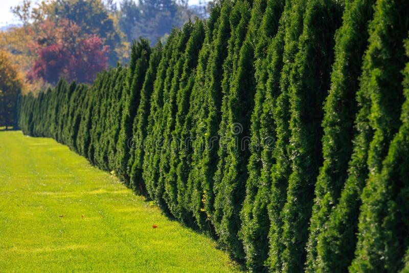 A Row of Evergreen Trees with Green Leaves and a Green Hedge Stock ...