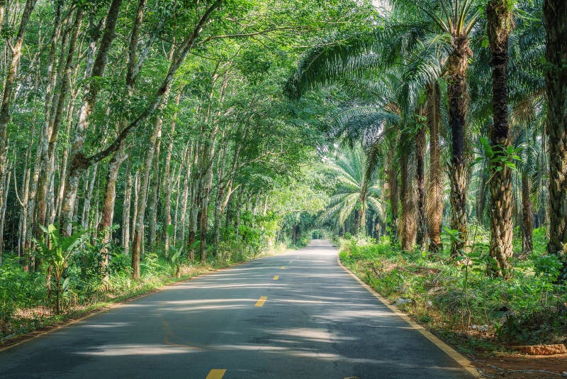 Row of Expired Para Rubber Tree and Palm Tree Stock Photo - Image of ...