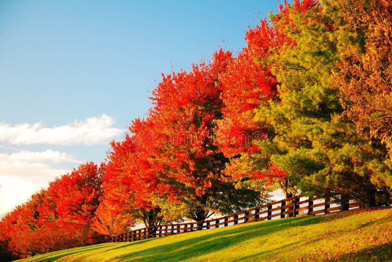 A Row of Fall Colors Line a Country Road Stock Image - Image of icon ...