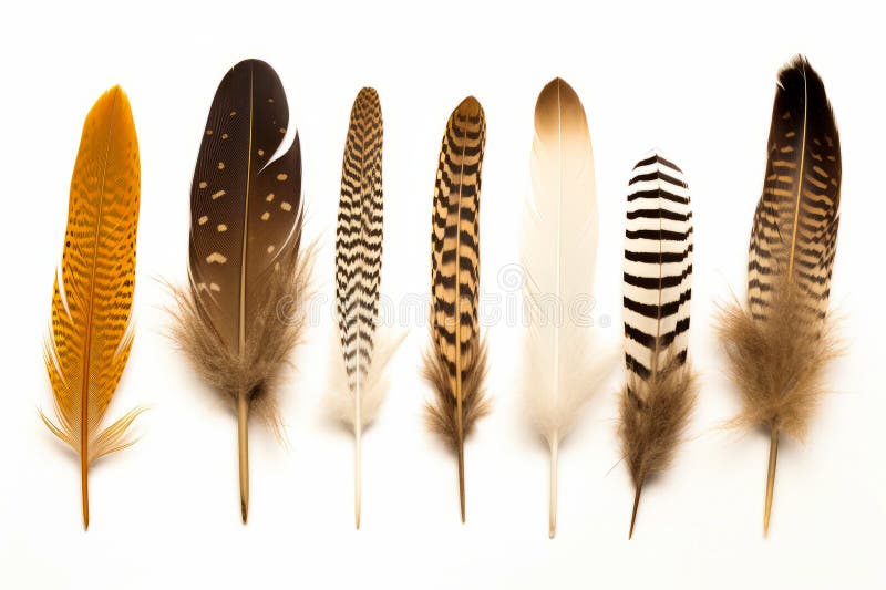 Row of Feathers with Different Colors and Sizes on Them, All Lined Up ...