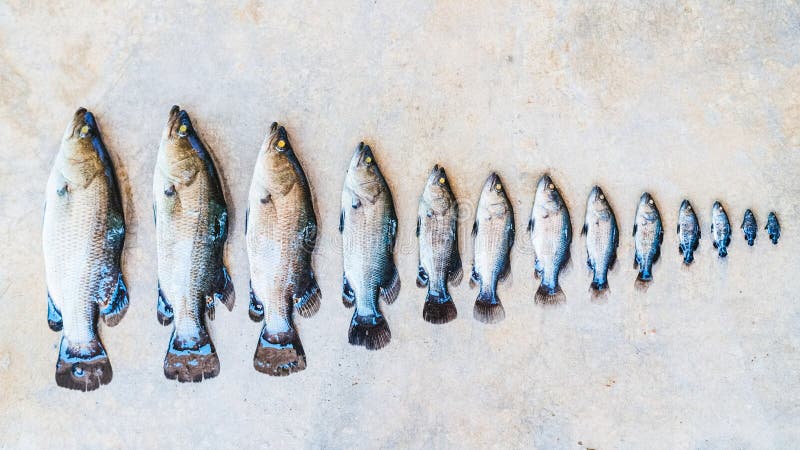 In Row, Fish of Different Sizes. Stages of Fish Growth Stock Image ...