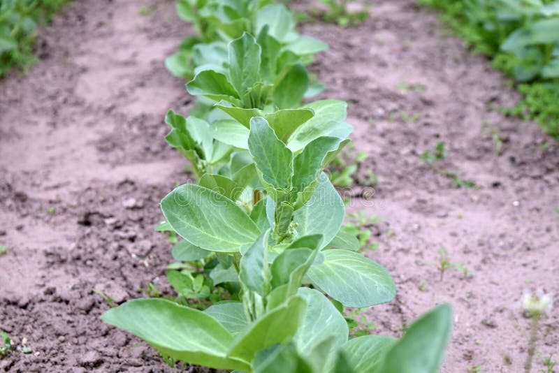 Flowering Beans - Legumes Plant Blooms White Flowers, Agriculture Stock ...