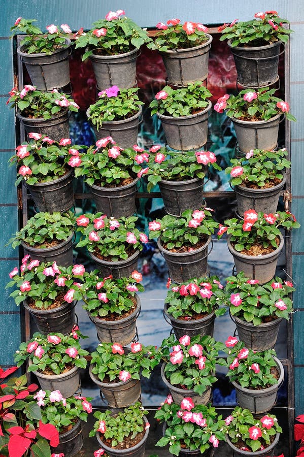 Row Flower Pots Stock Images - Download 1,245 Royalty Free Photos