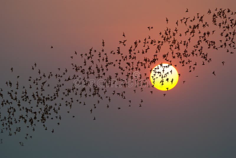 Bats Flying Sun Stock Photos - Free & Royalty-Free Stock Photos from ...