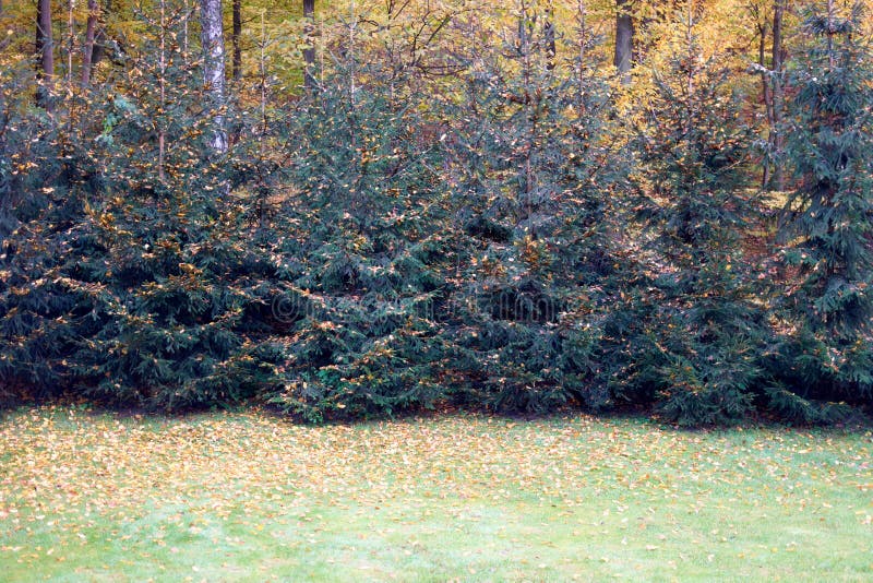 Row of forest pine trees. stock image. Image of bright - 175119797