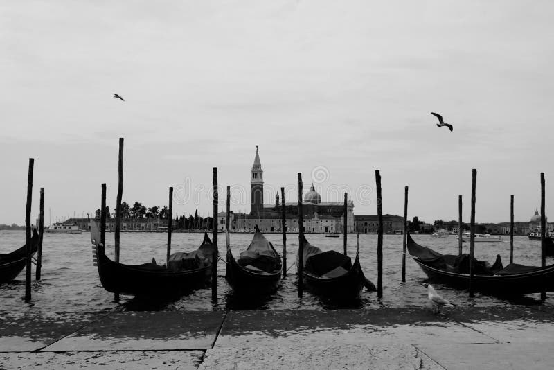 Row of Four Gondola`s with Birds in Venice, Italy Stock Image - Image ...