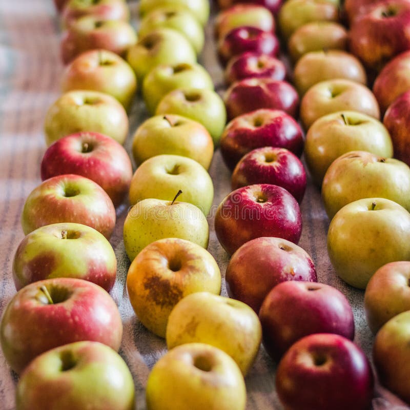 Row of Fresh Autumn Apples stock photo. Image of juicy - 138926960