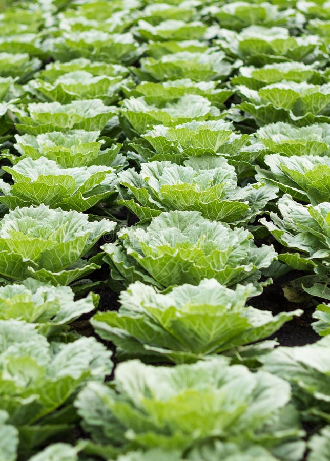 Row of Fresh Cabbage stock photo. Image of field, growth - 63637056