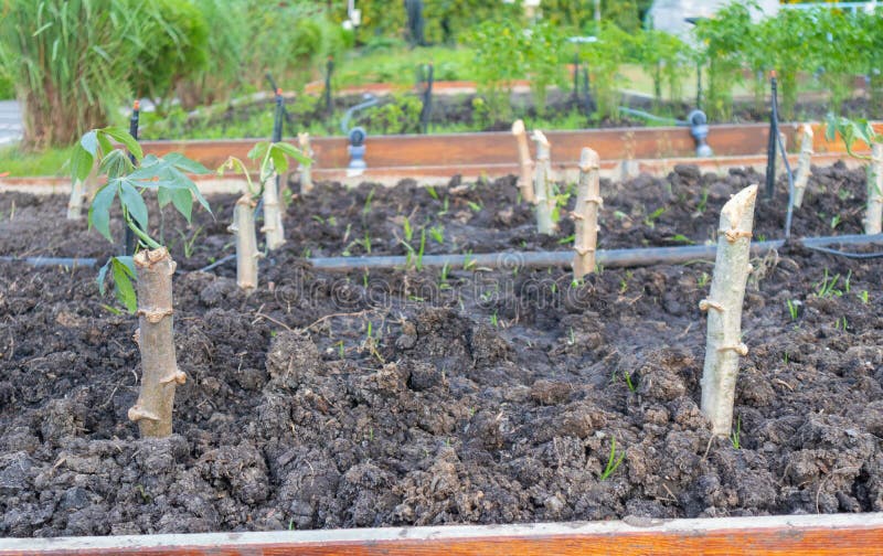 Fresh Cassava Plant with Plastic Cover Stock Photo - Image of lush ...