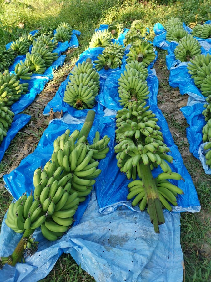 Row of Fresh Clusters of Bananas Fruits Stock Image - Image of bundle ...