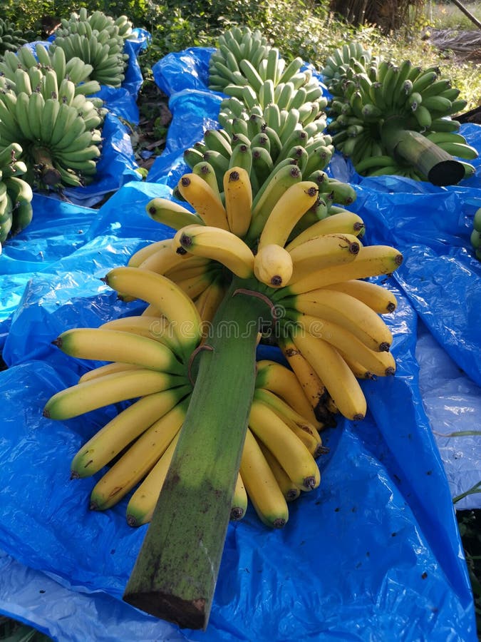Row of Fresh Clusters of Bananas Fruits Stock Image - Image of ...