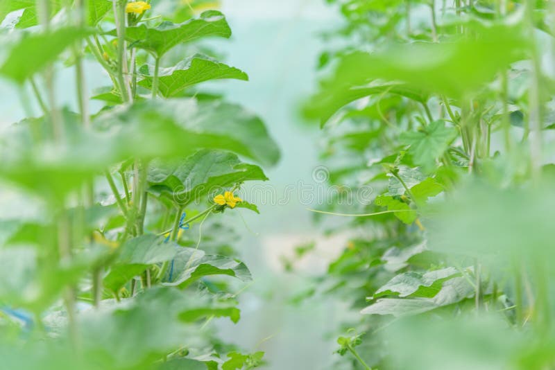Row of fresh melon tree stock image. Image of grow, melon - 180960157
