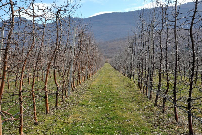 Row of Fresh Pruned Apple Trees in an Orchard in March Stock Image ...