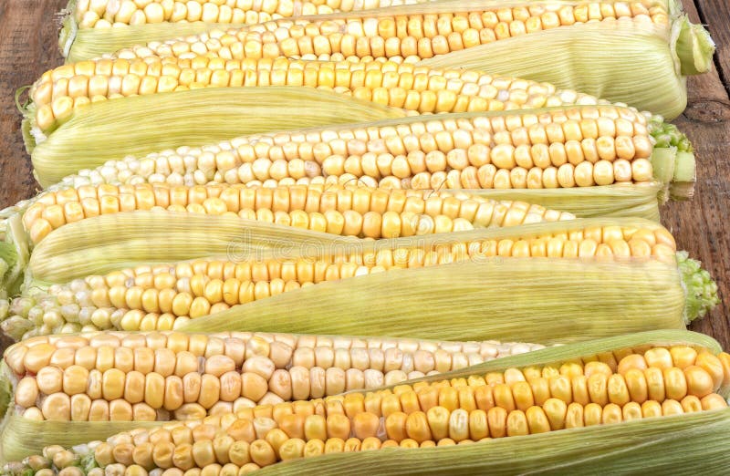 A Row of Fresh, Slightly Peeled Corn Cobs. Stock Photo - Image of ...