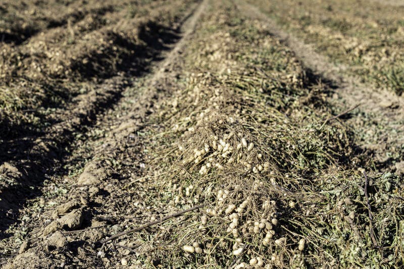 Row of Freshly Dug Peanuts in-field Stock Photo - Image of food, fall ...