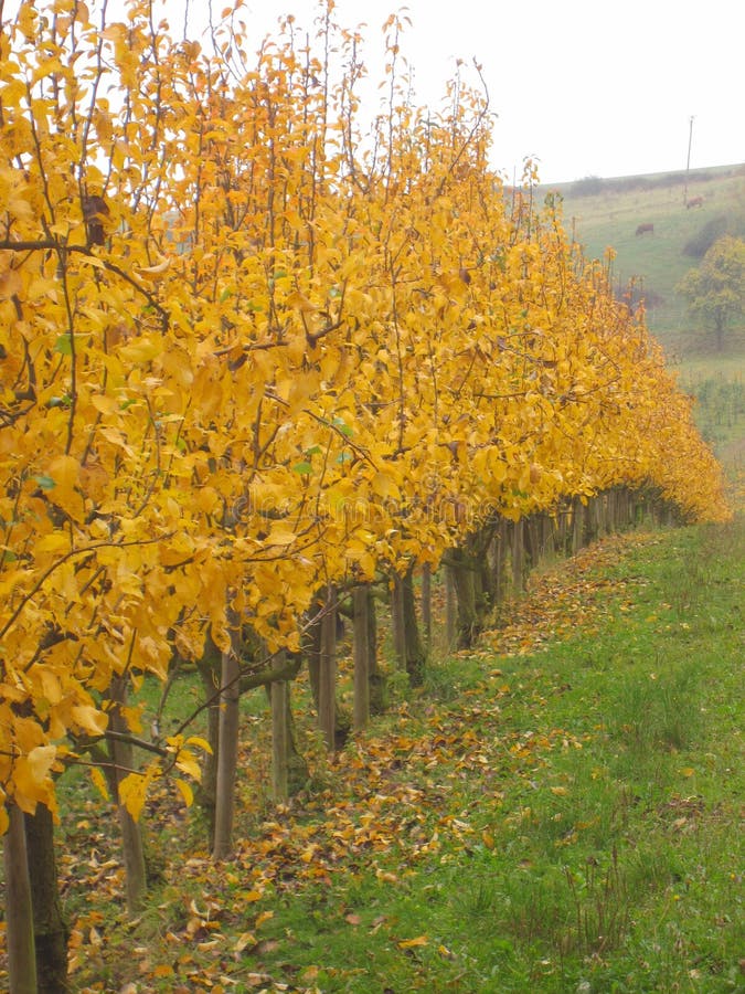 Row of Fruit Trees in Autumn Stock Photo - Image of agriculture, fall ...