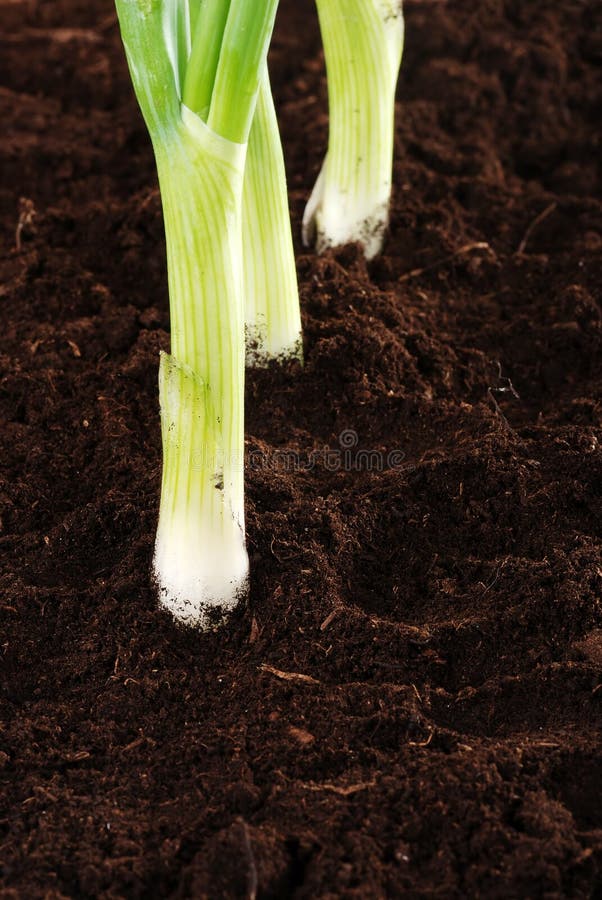 Row of Garden Spring Onions Focus on Root Stock Photo - Image of ...