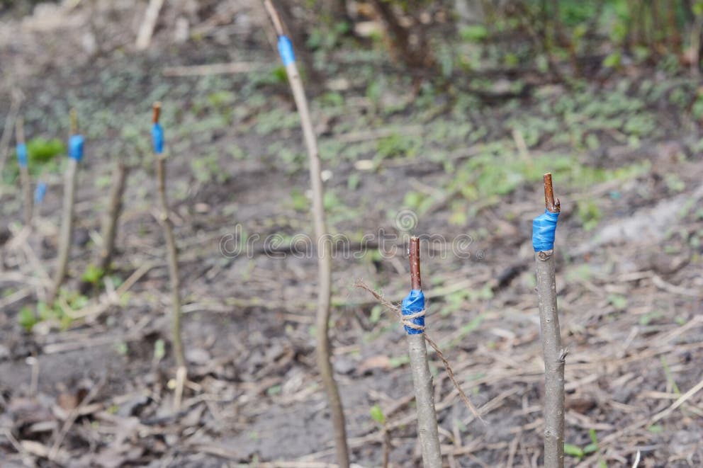 A Row of Grafted Young Fruit Trees. Grafting is the Process of Fusing ...