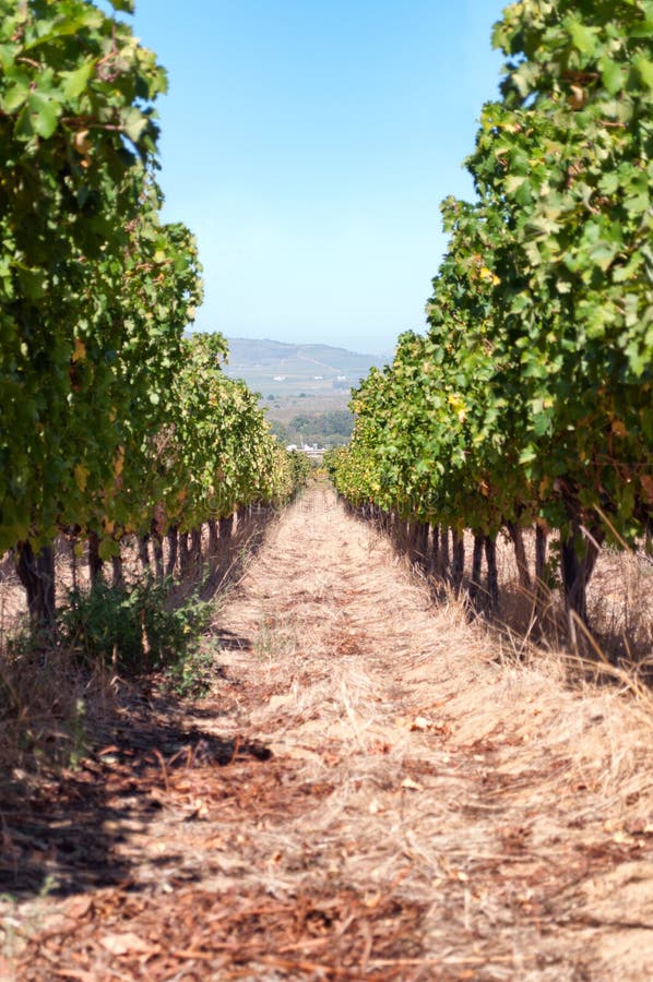 Row of grape vines stock photo. Image of cape, wines - 23039754
