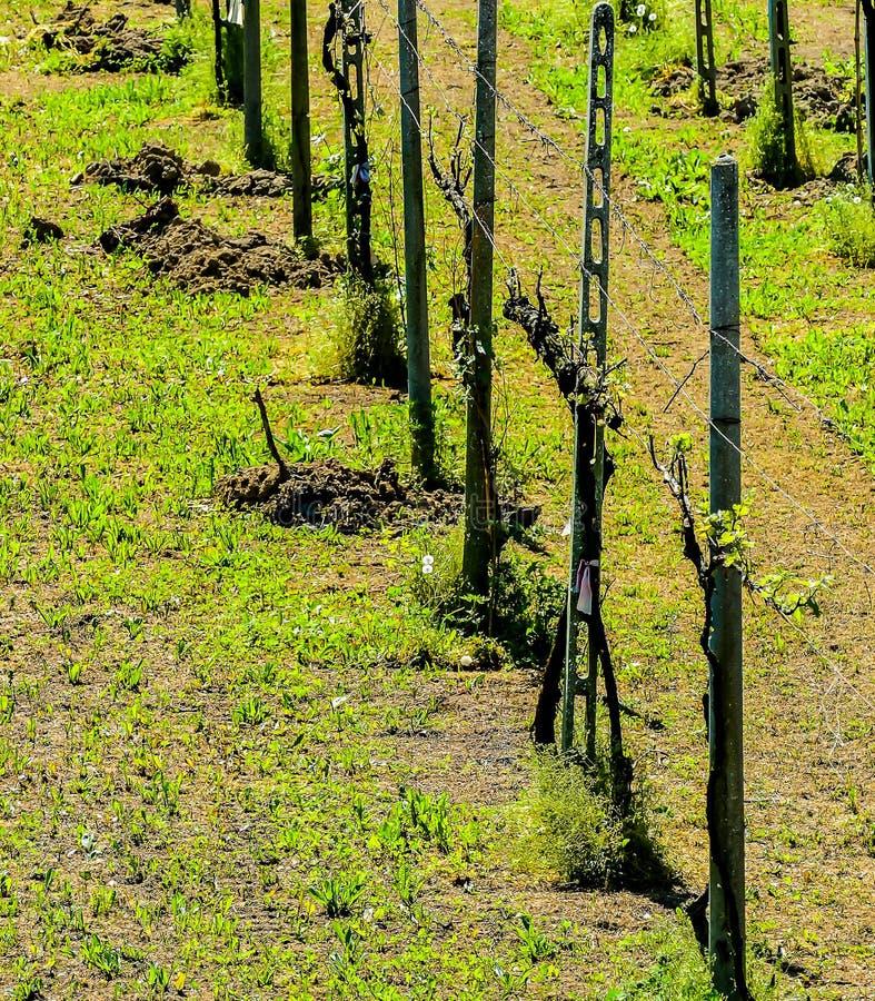 A Row of Grape Vines with a Fence in between Stock Photo - Image of ...