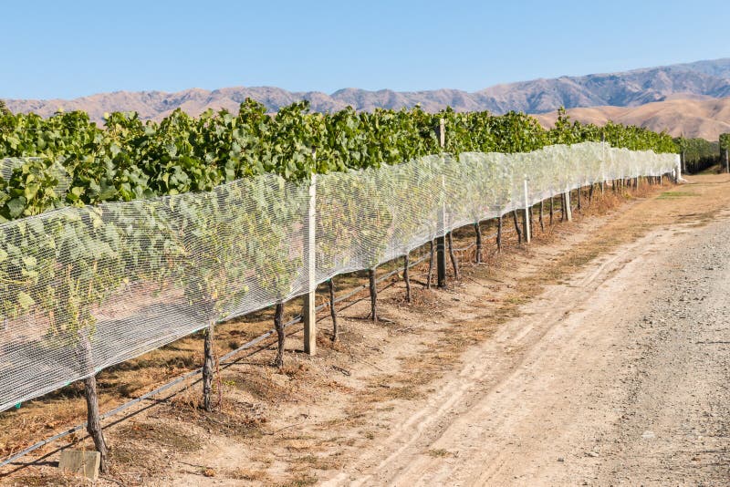Row of Grapevine in Vineyard Covered by Protective Netting Stock Image ...
